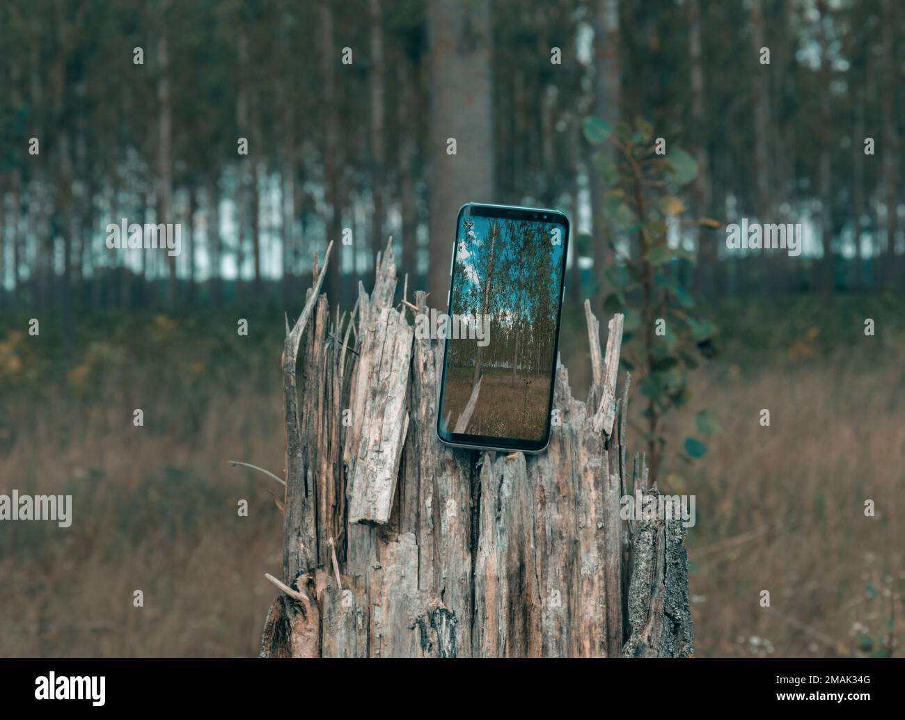A Samsung phone placed on the trunk of a dry tree, the landscape detail ...