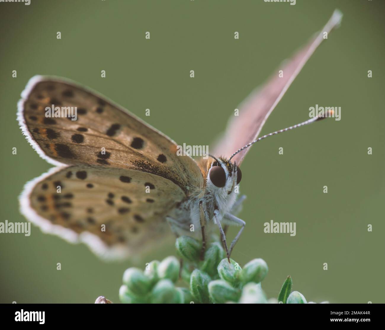 Close-up of a butterfly Lycaena tityrus spreading its wings with ...