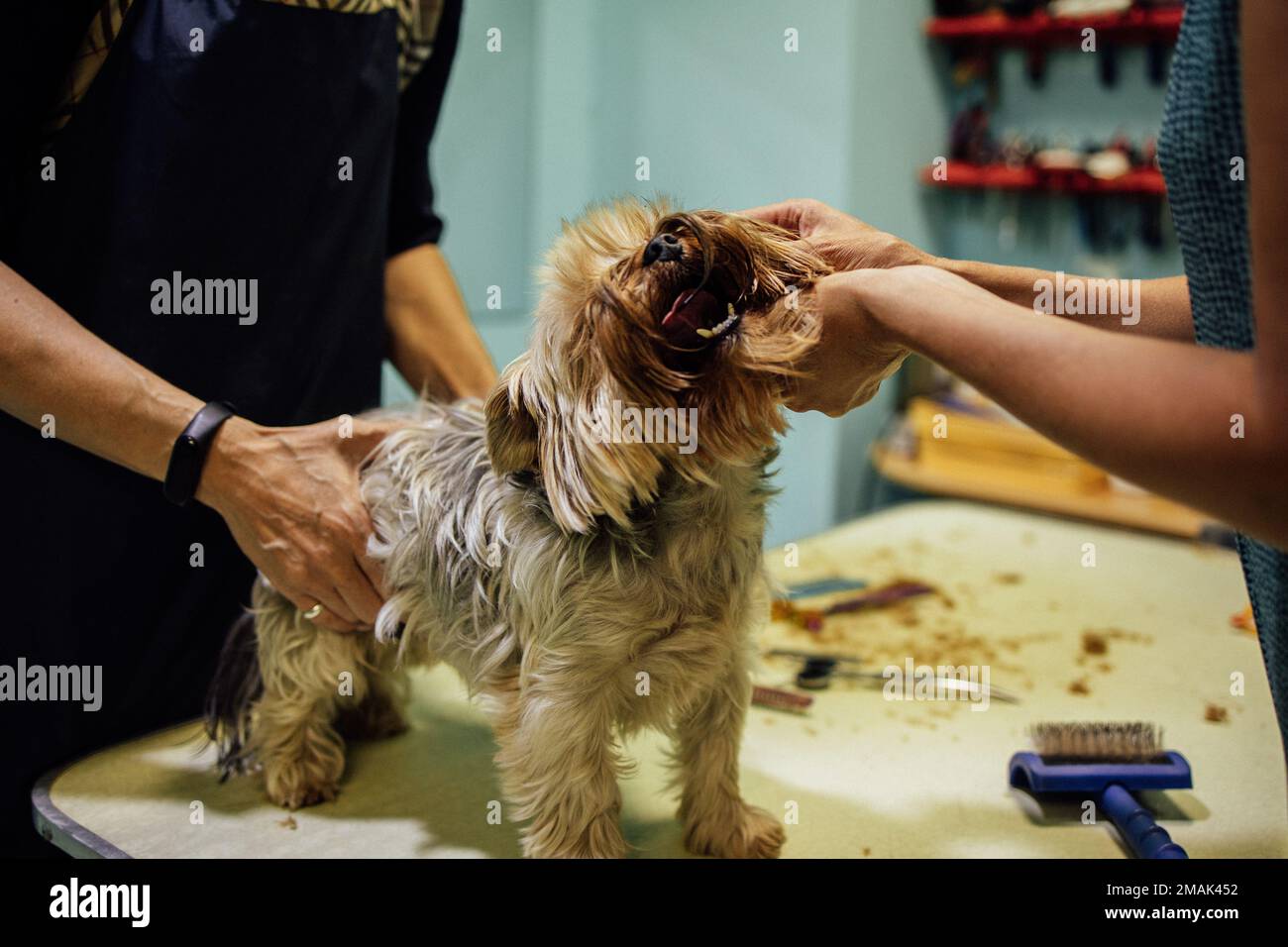 Groomer woman cutting and combing dog at grooming salon. Professional ...