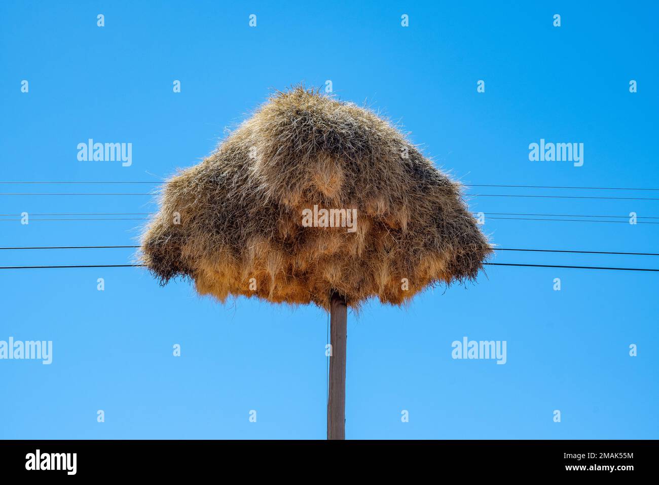 Massive communal nest of Sociable Weavers (Philetairus socius) on a ...