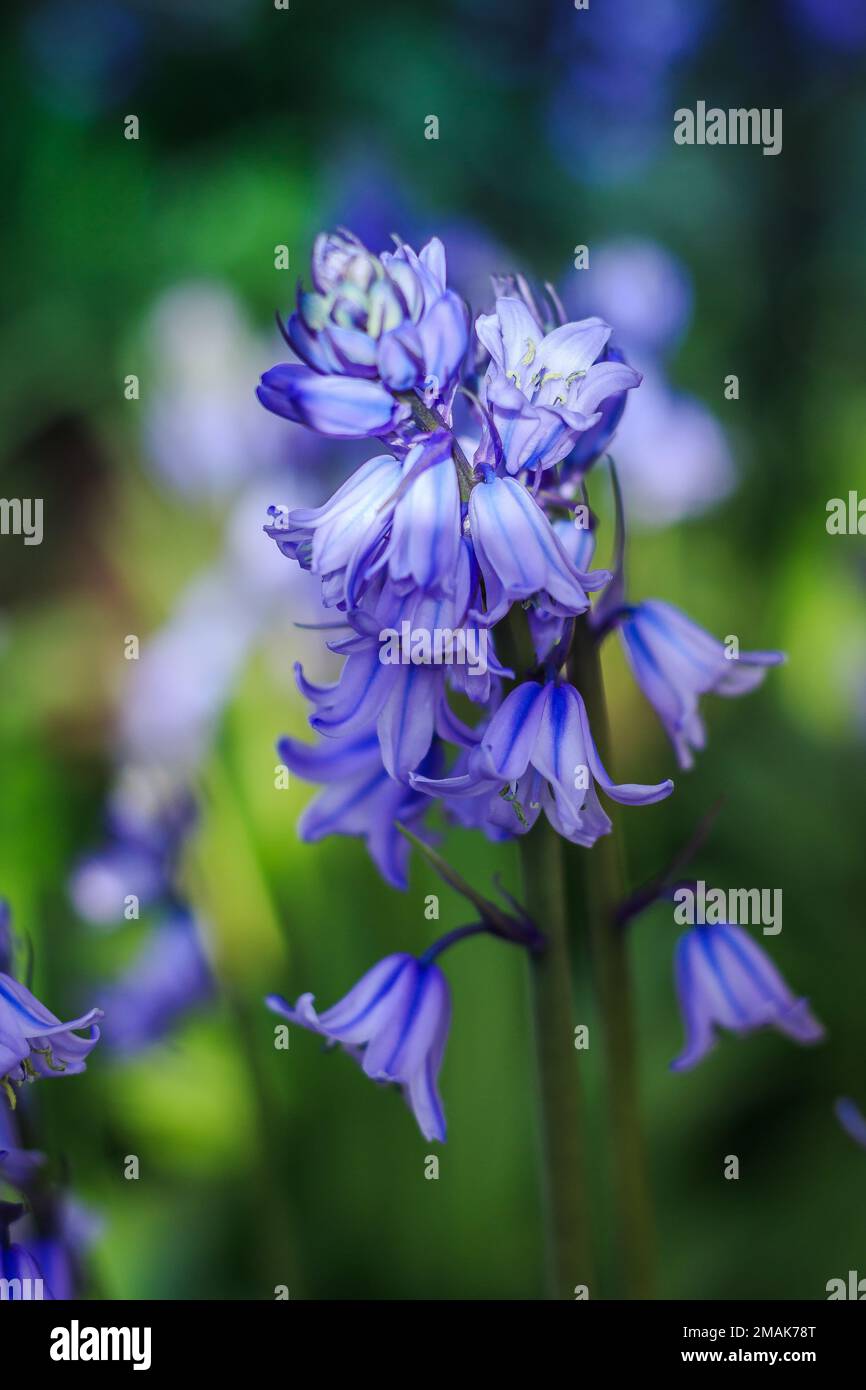 Isolated Purple Bluebell Spring Flower in a field, with blurred ...