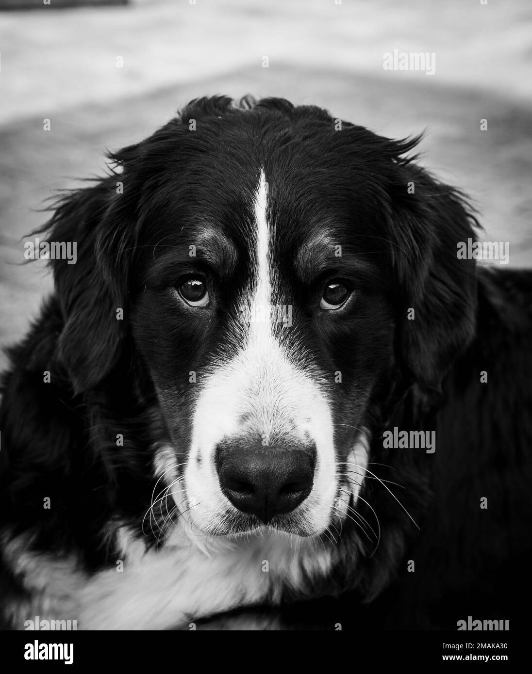 Sad face dog Black and White Stock Photos & Images - Alamy