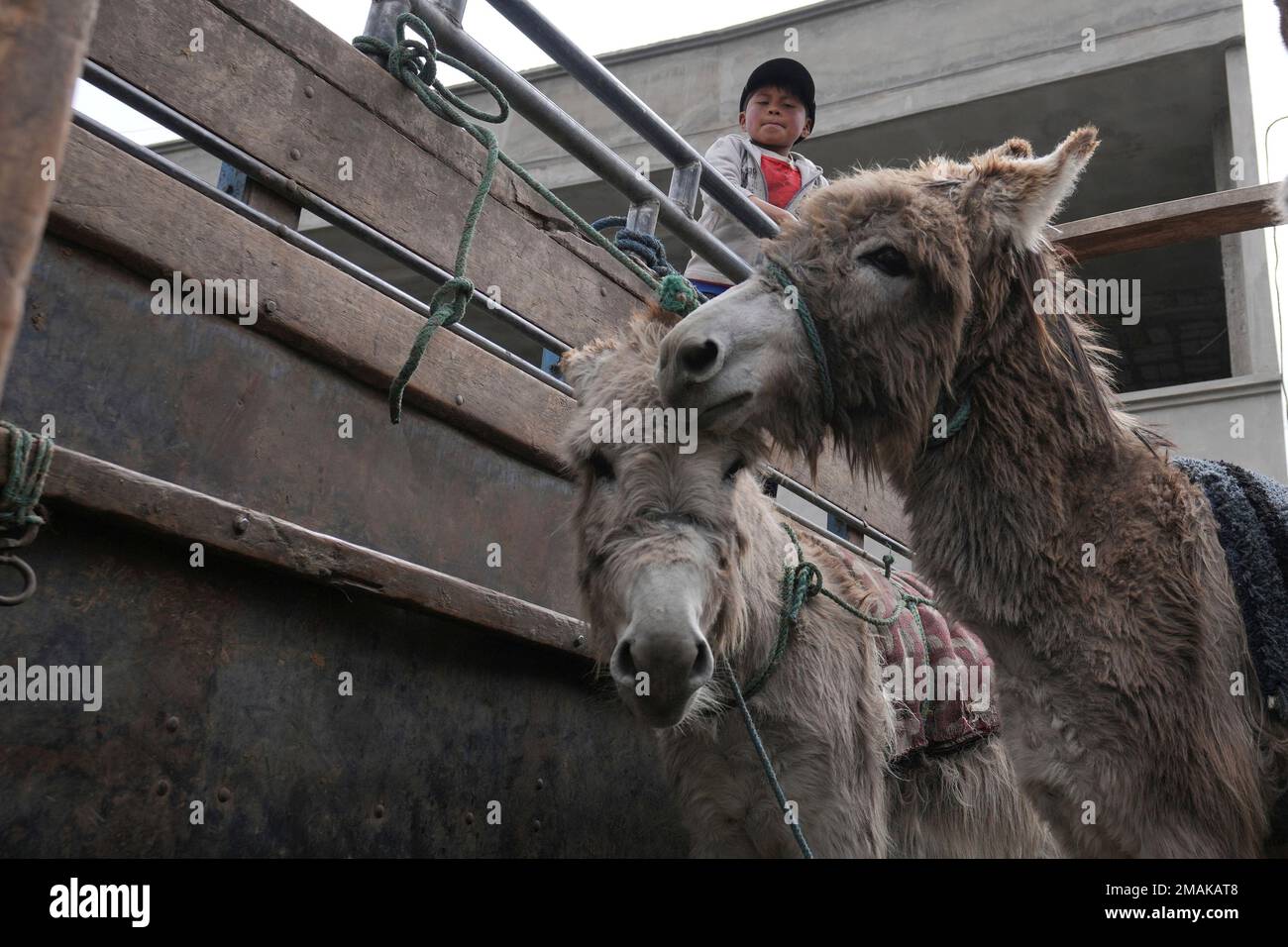 A boy watches donkeys as they arrive to participate in the competition ...