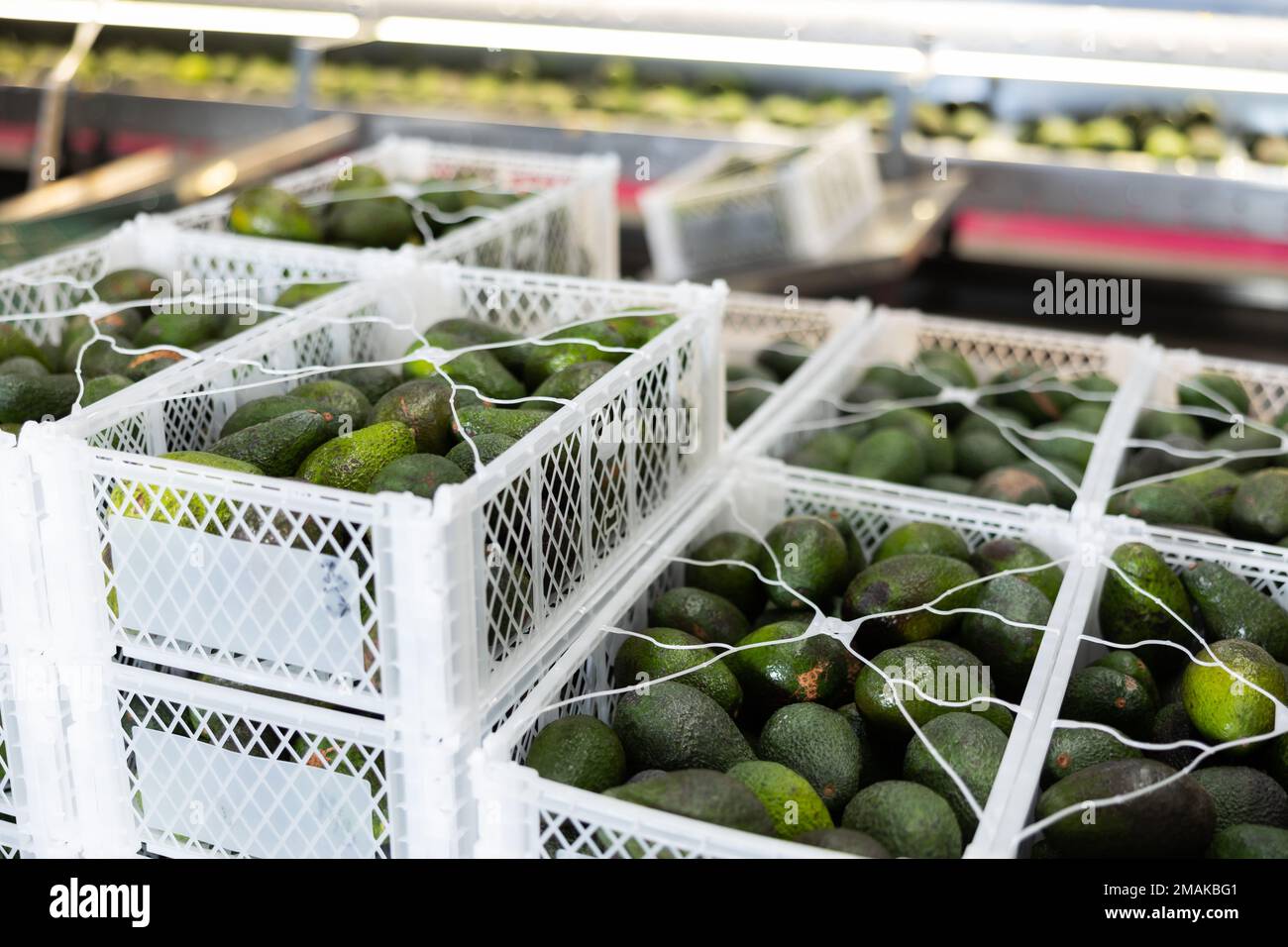 Sorted ripe avocados packed in boxes at fruit farm Stock Photo - Alamy
