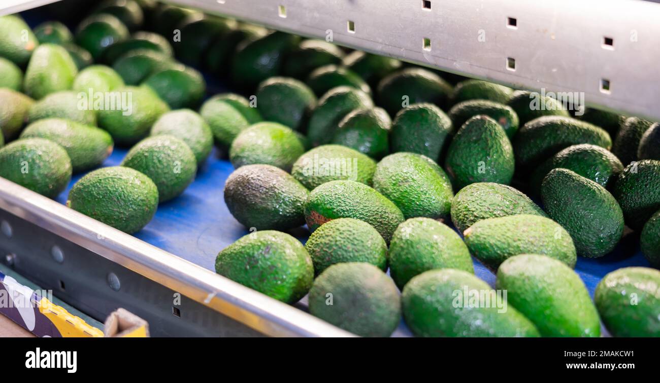 Fresh appetizing avocado running on rolling conveyor of production line ...