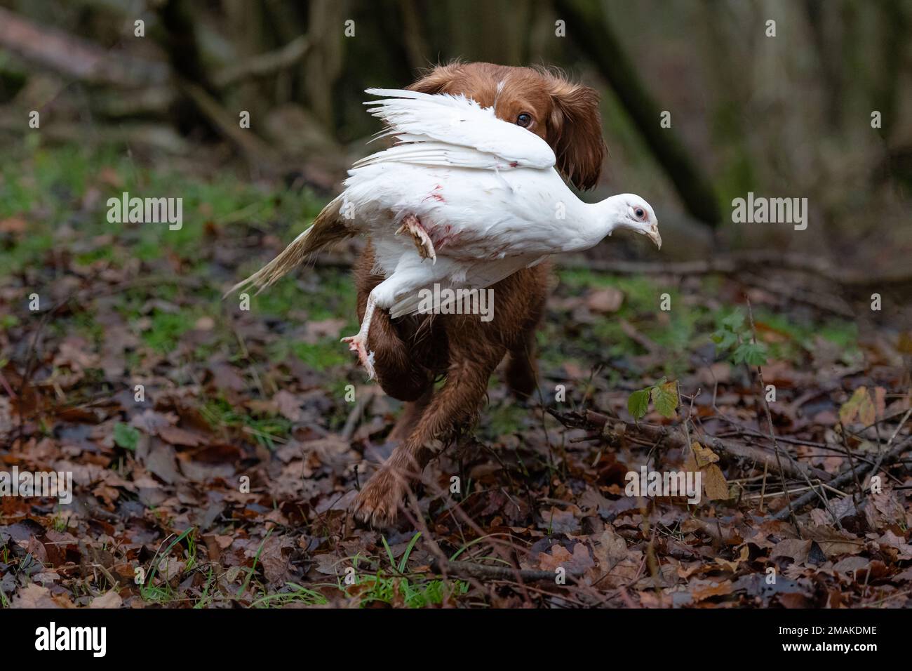 White pheasant hi-res stock photography and images - Alamy