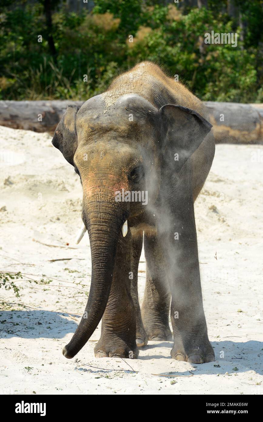 Asian elephant, Asiatische Elefant, Éléphant d'Asie, Elephas maximus ...