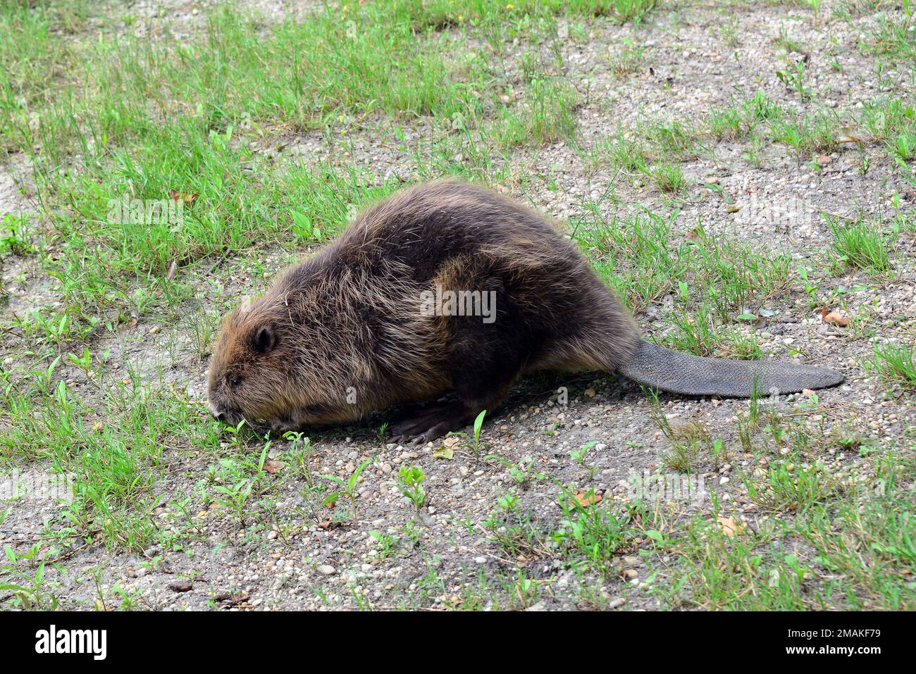 Eurasian beaver, European beaver, Europäischer Biber, Eurasischer Biber ...