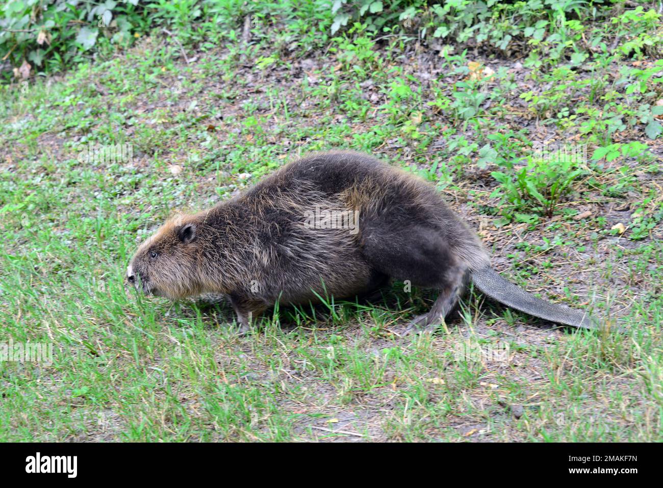 Eurasian beaver, European beaver, Europäischer Biber, Eurasischer Biber ...