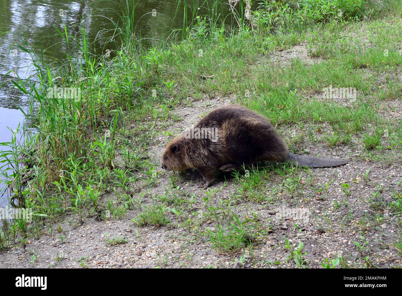 Eurasian beaver, European beaver, Europäischer Biber, Eurasischer Biber ...