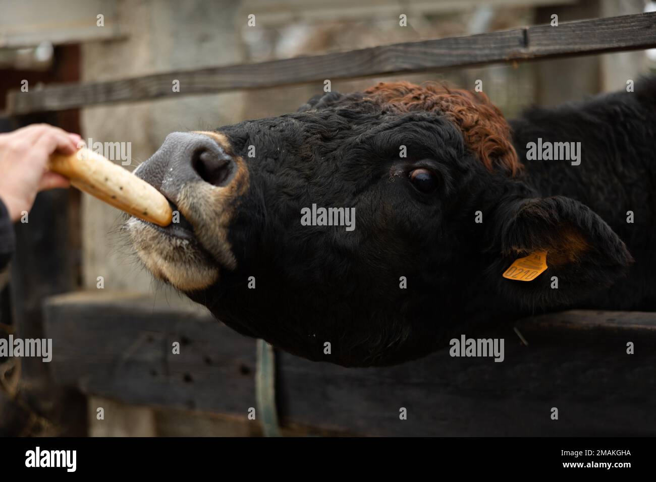 Cow waiting for feed in barn Stock Photo - Alamy