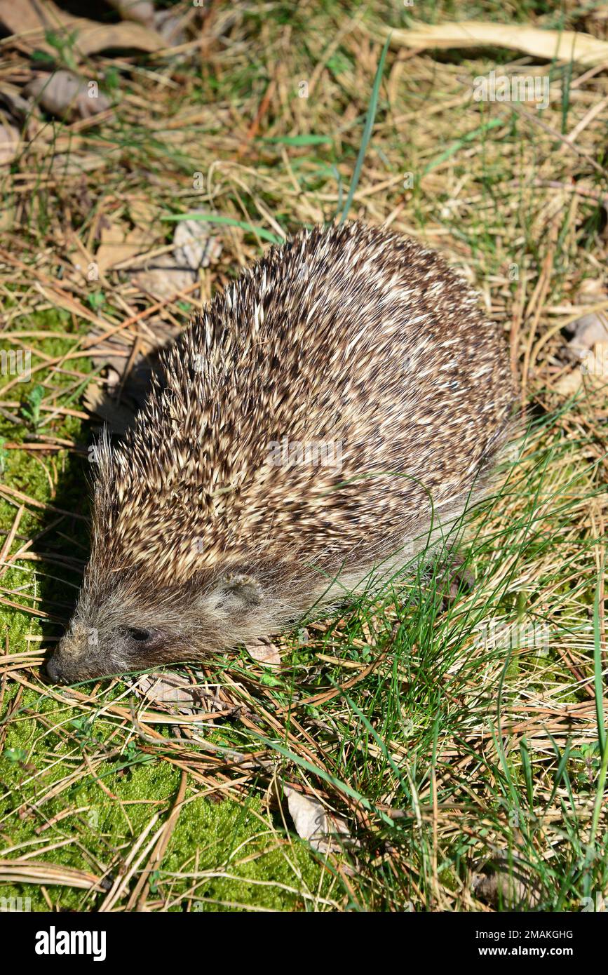 Northern White-Breasted Hedgehog, Nördliche Weißbrustigel ...