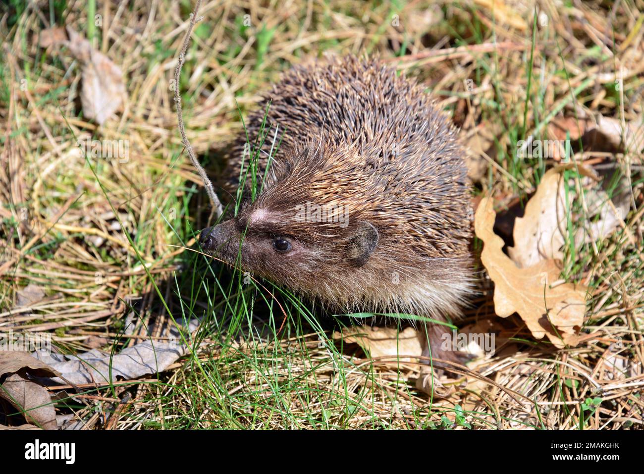 Northern White-Breasted Hedgehog, Nördliche Weißbrustigel ...