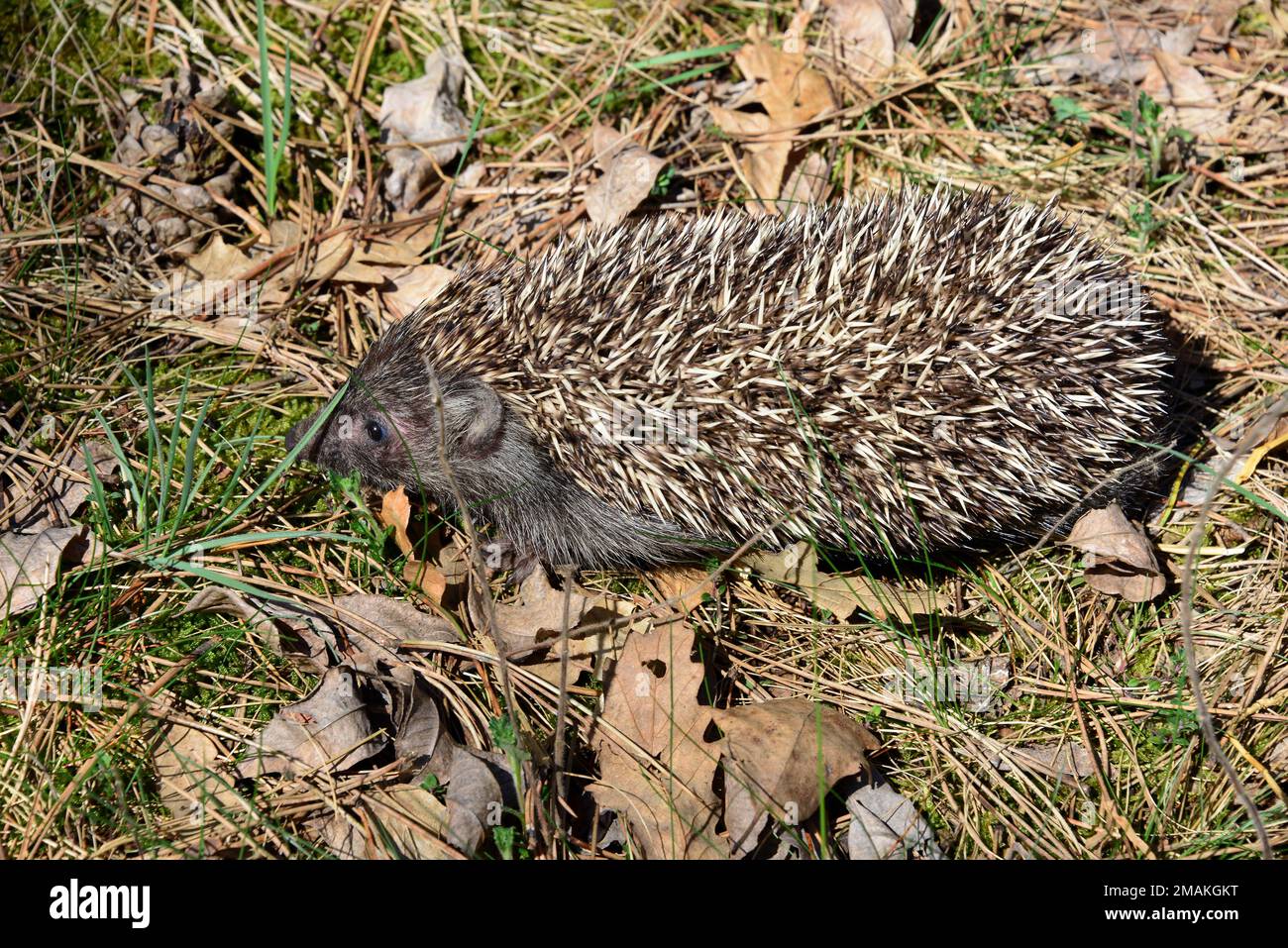 Northern White-Breasted Hedgehog, Nördliche Weißbrustigel ...