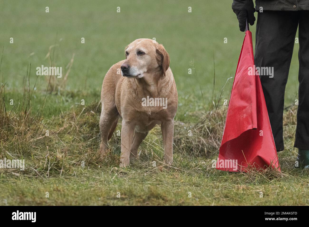 labrador on the beating line Stock Photo - Alamy