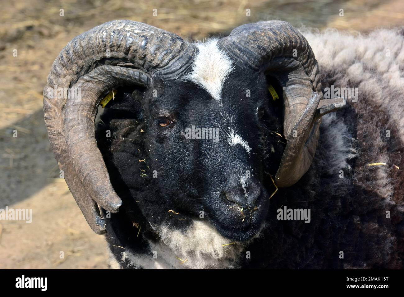 Jacob sheep, Jakobschaf, Ovis aries aries, Jacob juh Stock Photo - Alamy