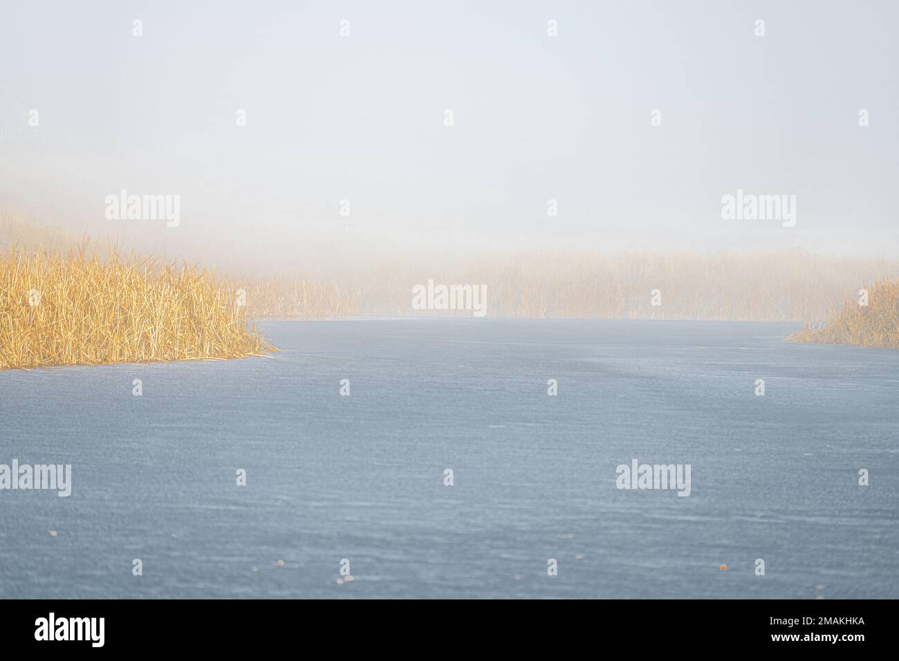 Duck in pond winter fog hi-res stock photography and images - Alamy