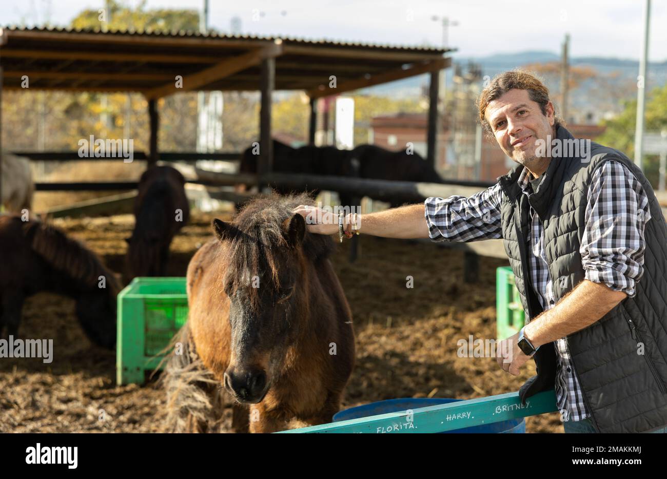 Portrait of man next to pony in stall at stable on summer day Stock ...