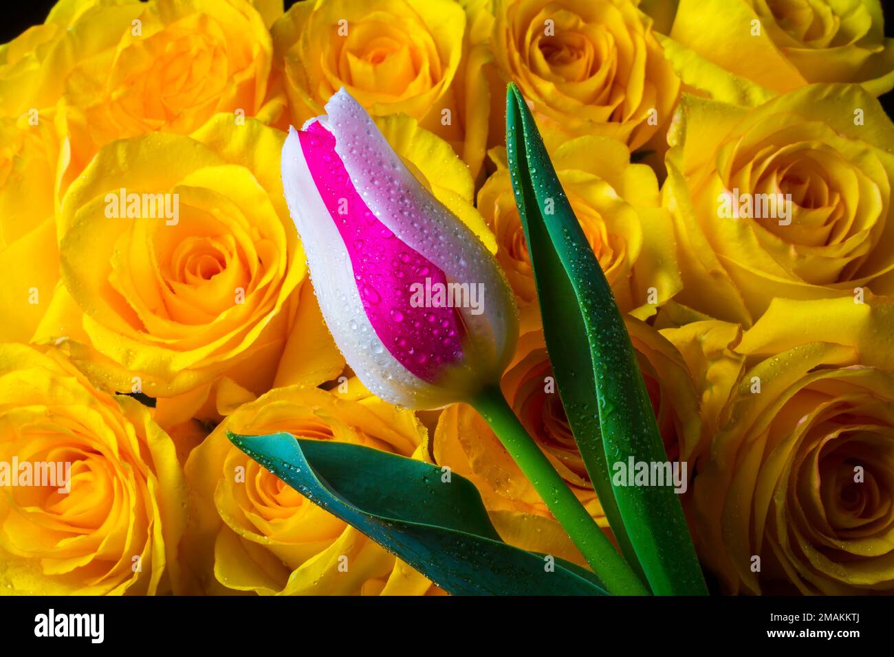 Tulip And Yellow Roses Stock Photo - Alamy