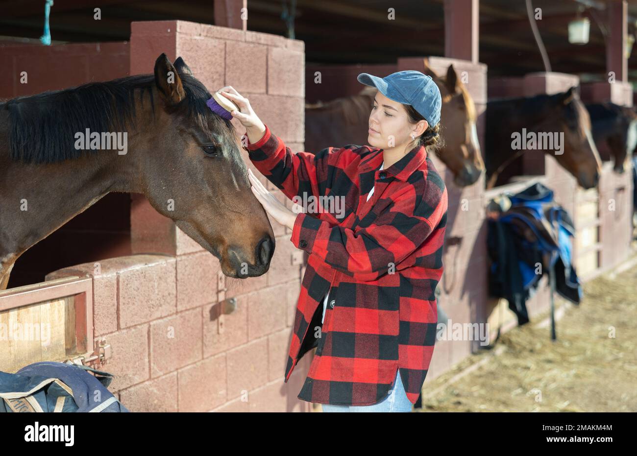 Horse care - female stable worker brushing horse Stock Photo - Alamy