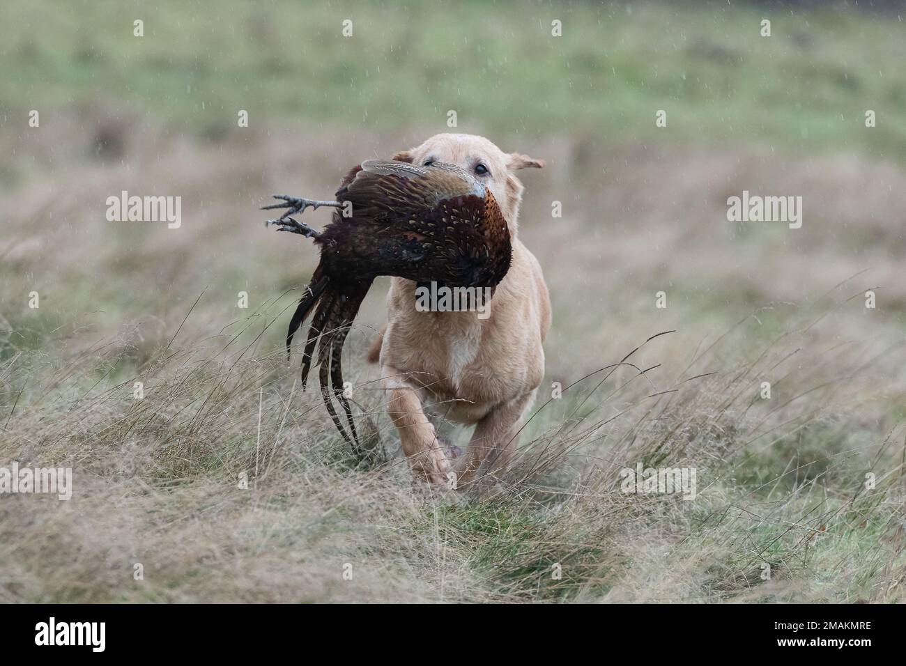 yellow labrador retrieving pheasant running towards camera Stock Photo ...