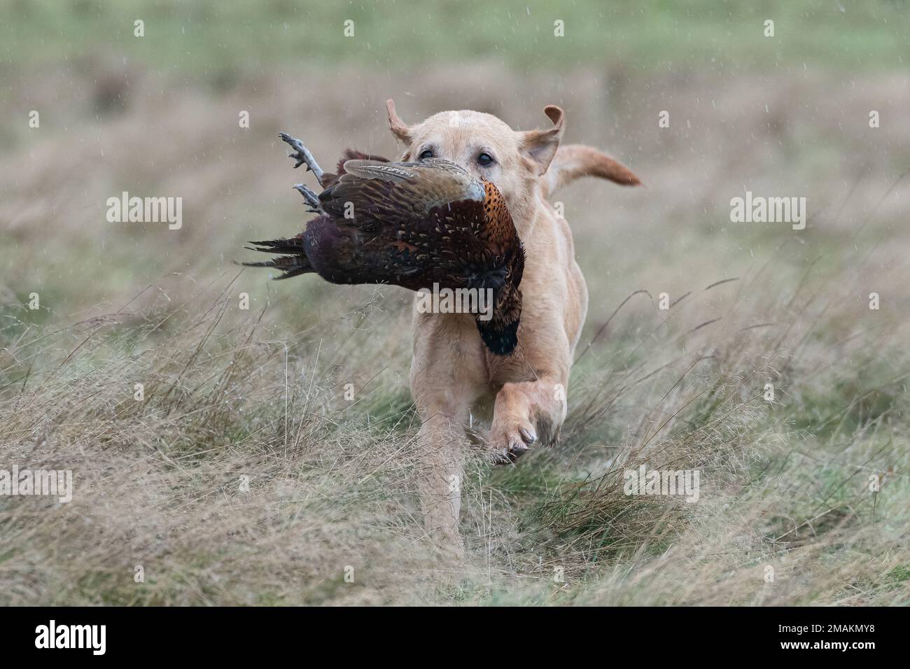 yellow labrador retrieving pheasant running towards camera Stock Photo ...