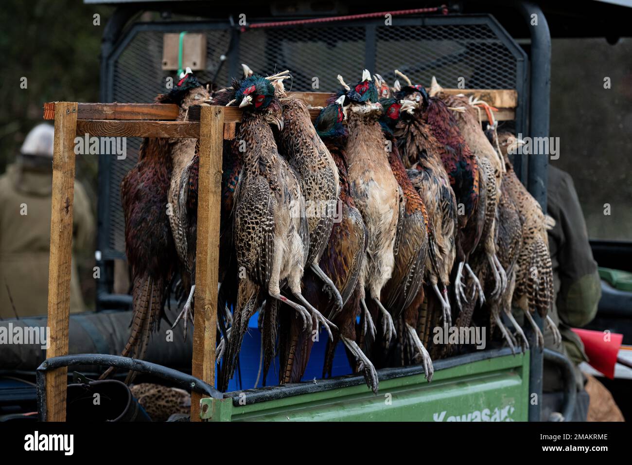 shot pheasants after a shoot day Stock Photo - Alamy