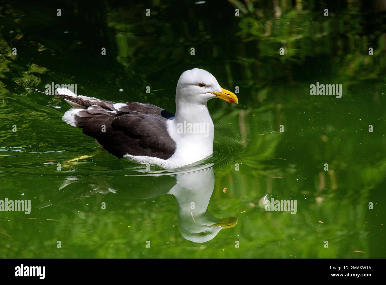 A Kelp Gull (Larus dominicanus) swimming at a Wildlife Park in Sydney ...