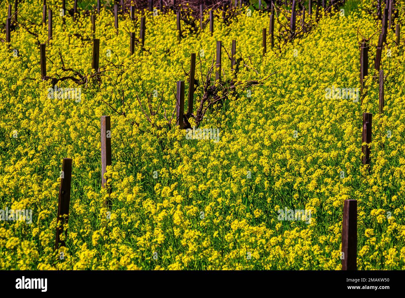 Blossom hill vineyard california hi-res stock photography and images ...