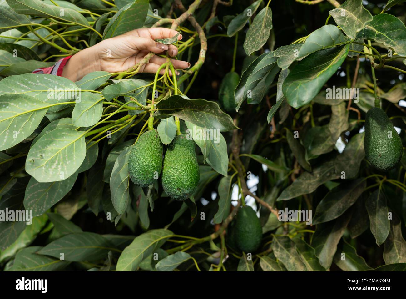 Avocado plantation peru hi-res stock photography and images - Alamy