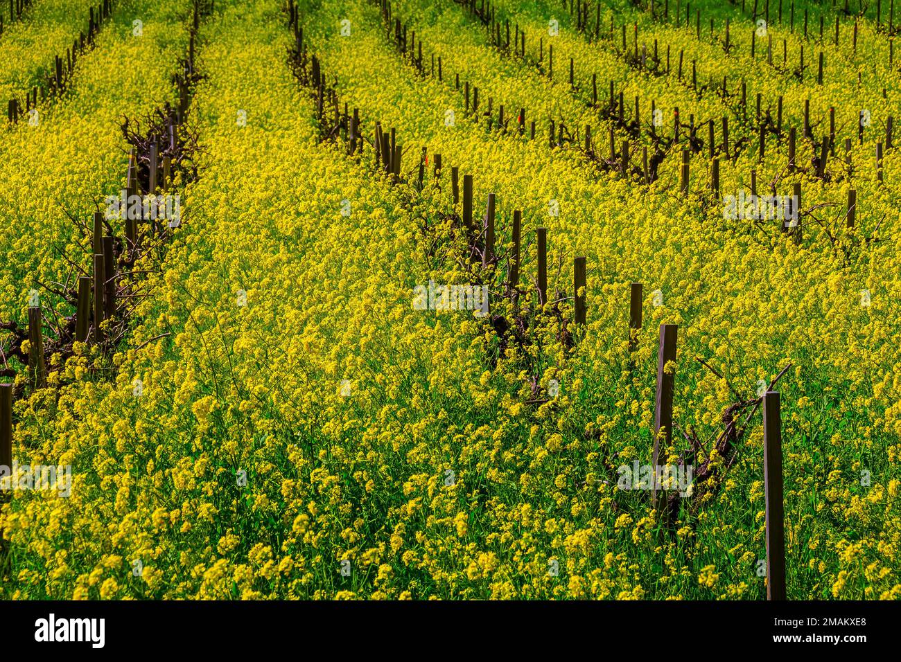 Rows Of Mustard Grass Stock Photo - Alamy