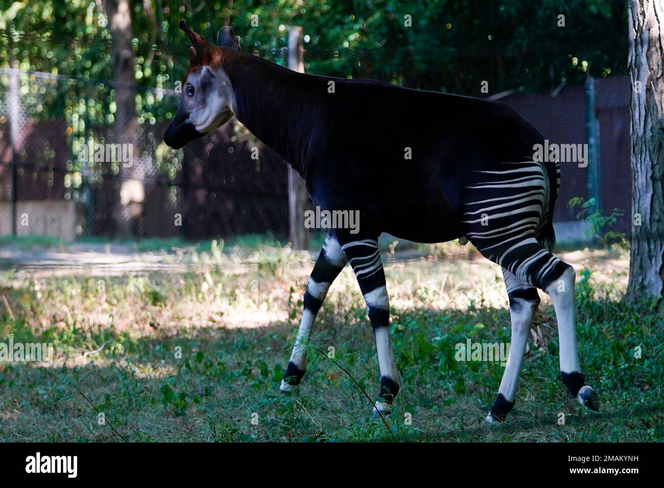 An okapi s seen on display at the Maryland Zoo, Thursday, Sept. 1, 2022, in Baltimore. (AP Photo ...