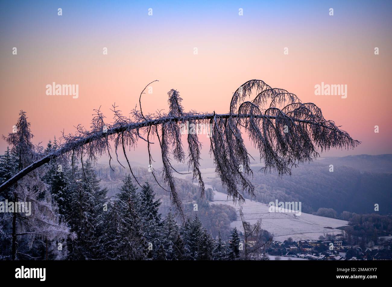 Pine tree against beautiful sunset over mountian valley leaning due to ...
