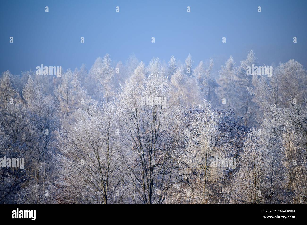 Winter rime and snow covered tree tops against blue sky with some snow ...