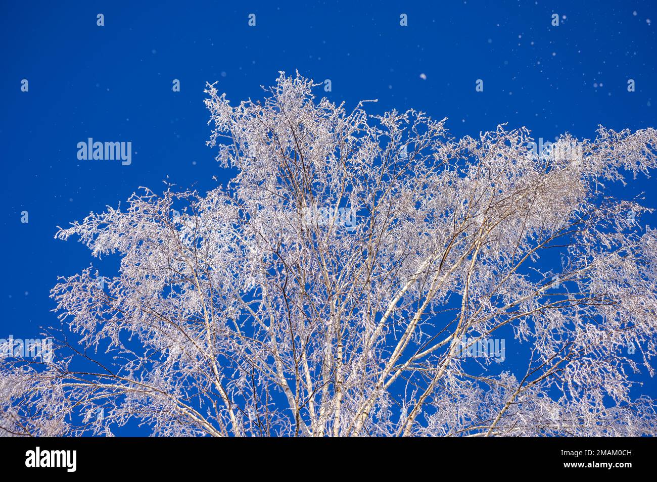 Hoarfrost or rime on a birch tree in winter with snow falling against ...