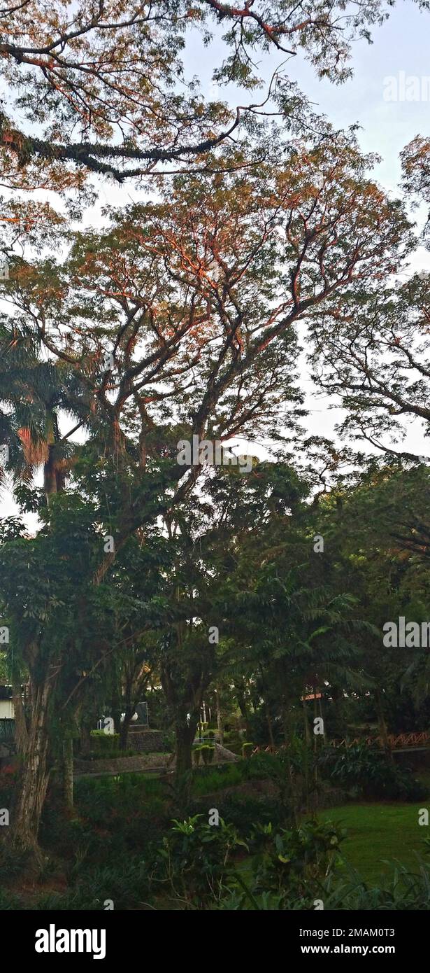 Closeup shot beautiful trees hi-res stock photography and images - Alamy