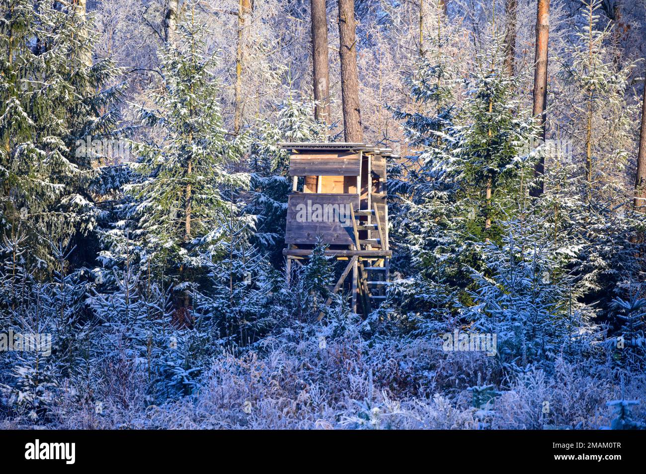 Hunting pulpit or high seat in winter forest landscape in sunshine ...