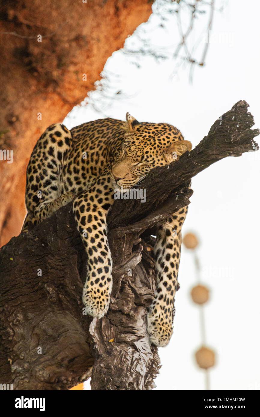 Cheetah tree sleeping hi-res stock photography and images - Alamy