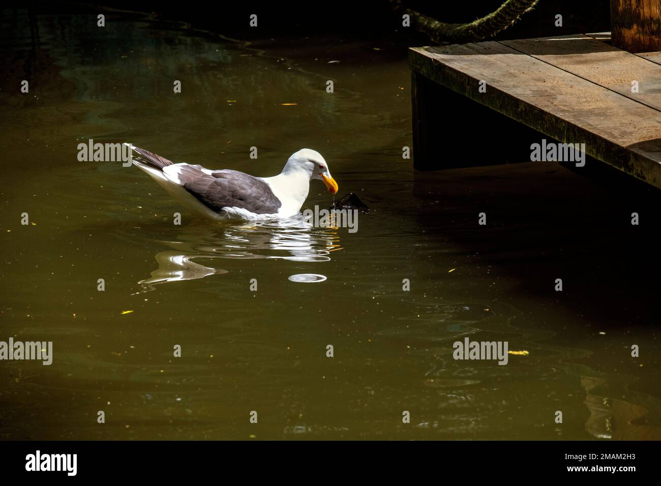Kelp Gull (Larus dominicanus) finds a face mask floating in water at a ...