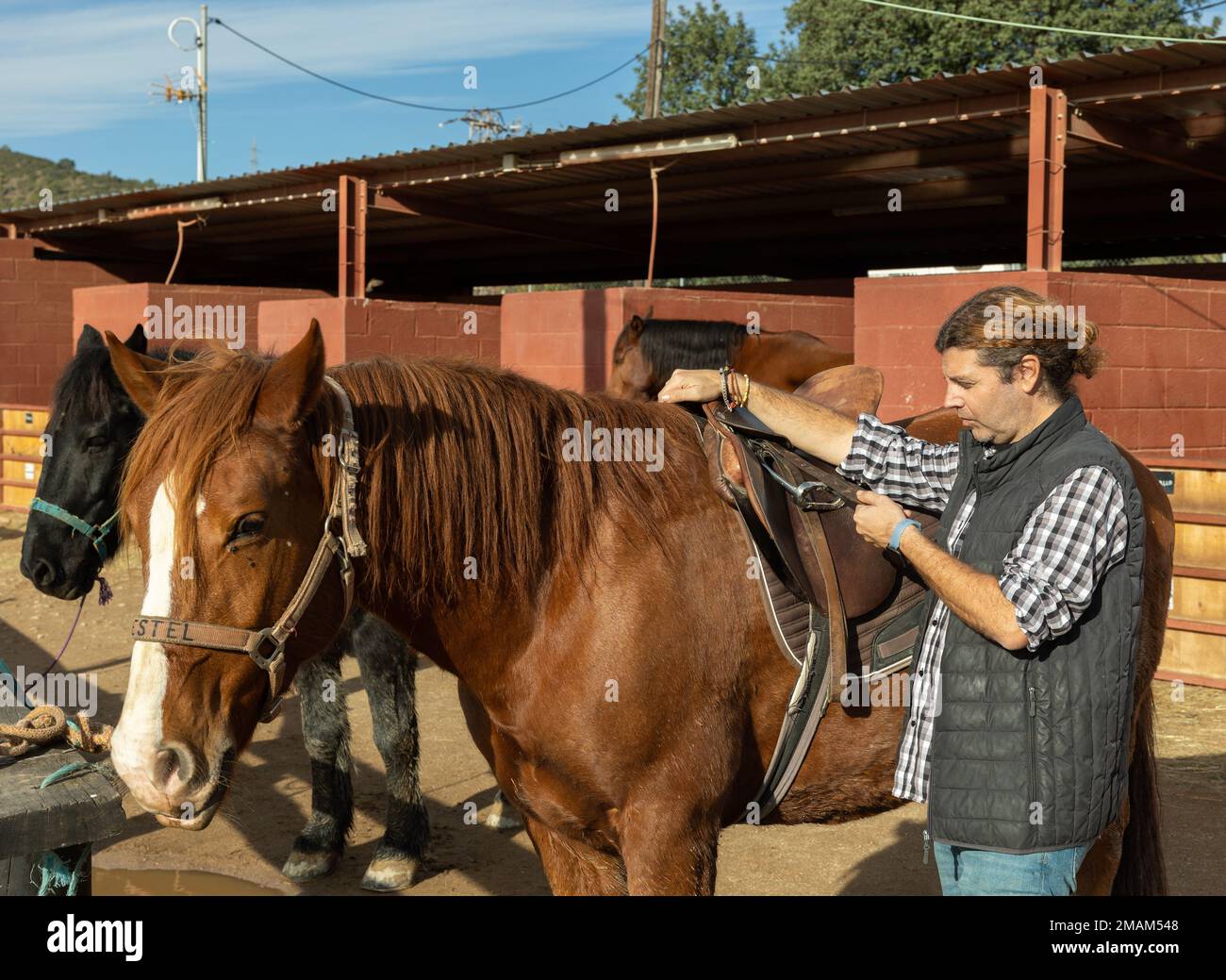 Positive male horse farm hi-res stock photography and images - Alamy