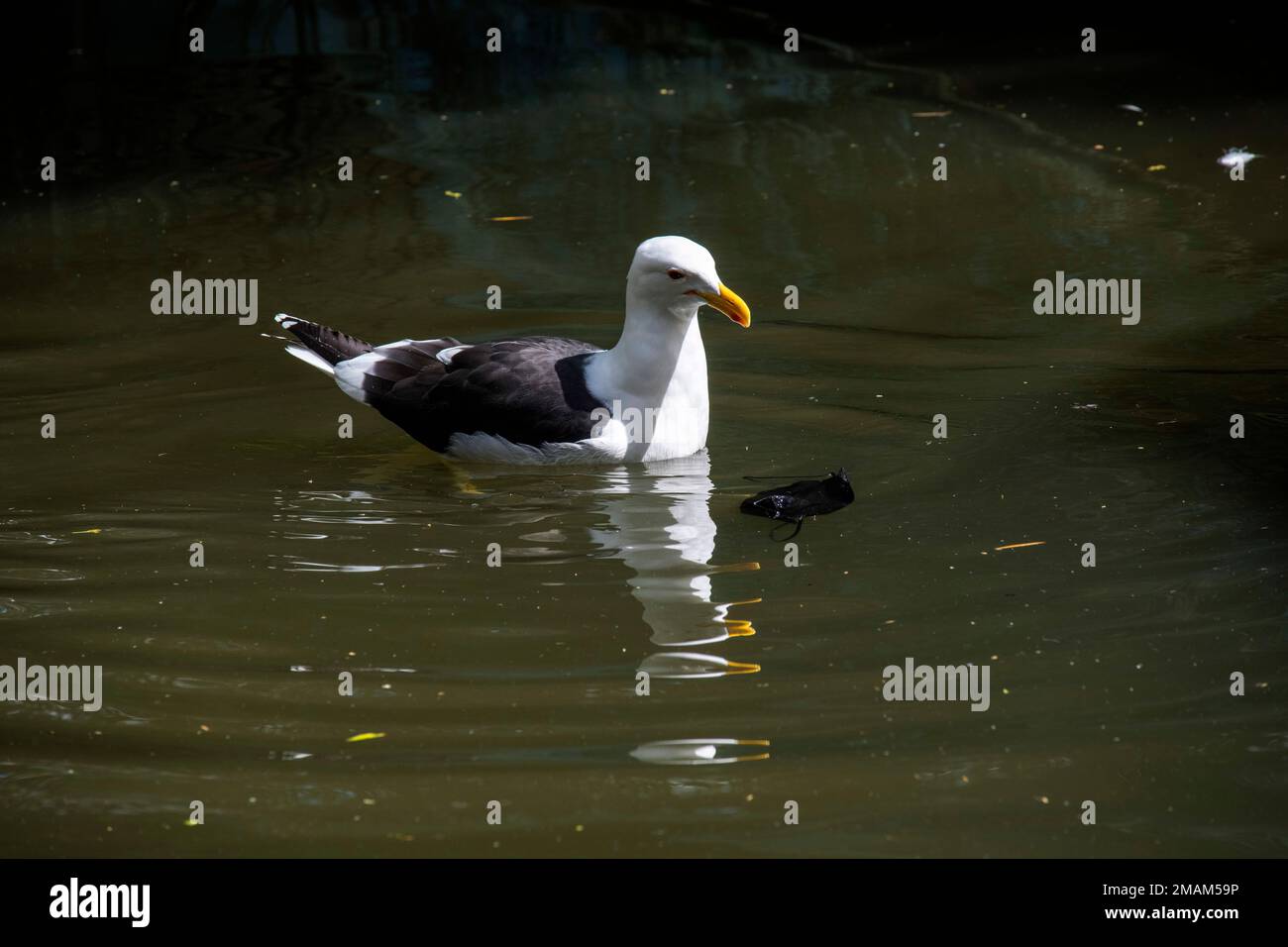 Kelp Gull (Larus dominicanus) finds a face mask floating in water at a ...