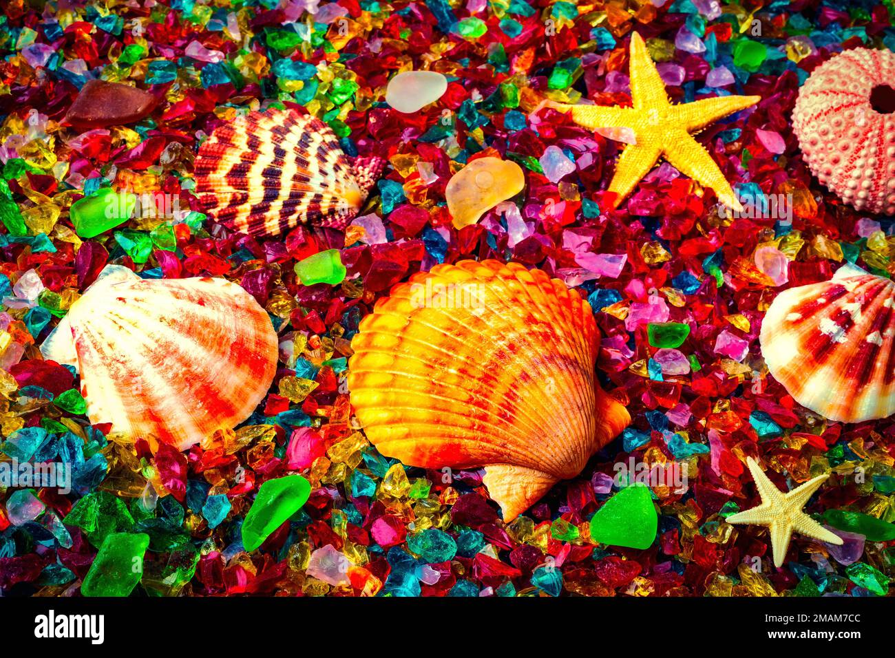 Sea Shells On Sea Glass Stock Photo - Alamy