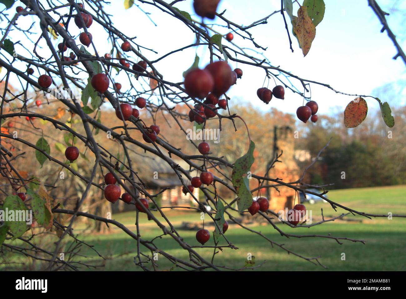Malus small red fruits hi-res stock photography and images - Alamy
