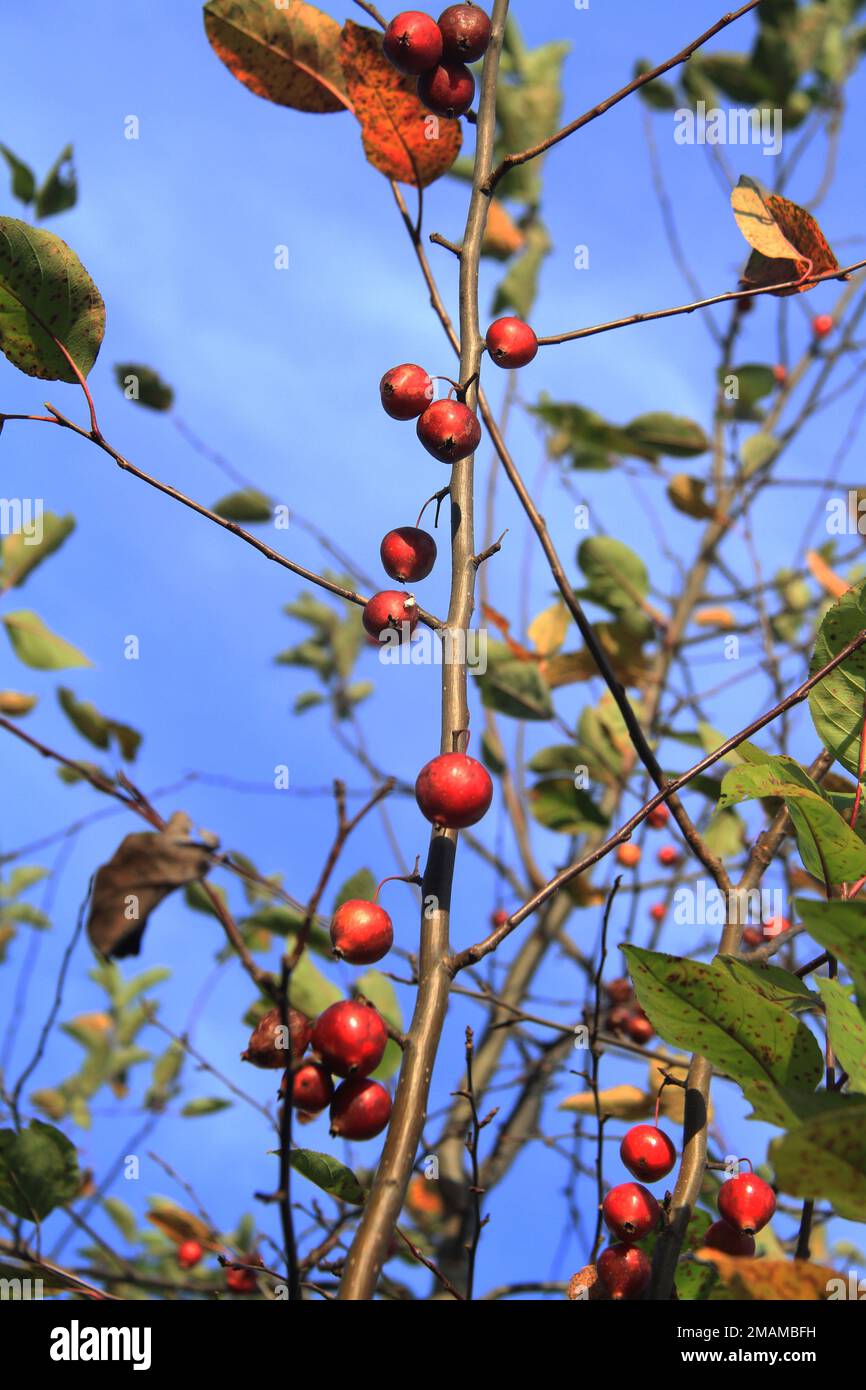 Malus small red fruits hi-res stock photography and images - Alamy