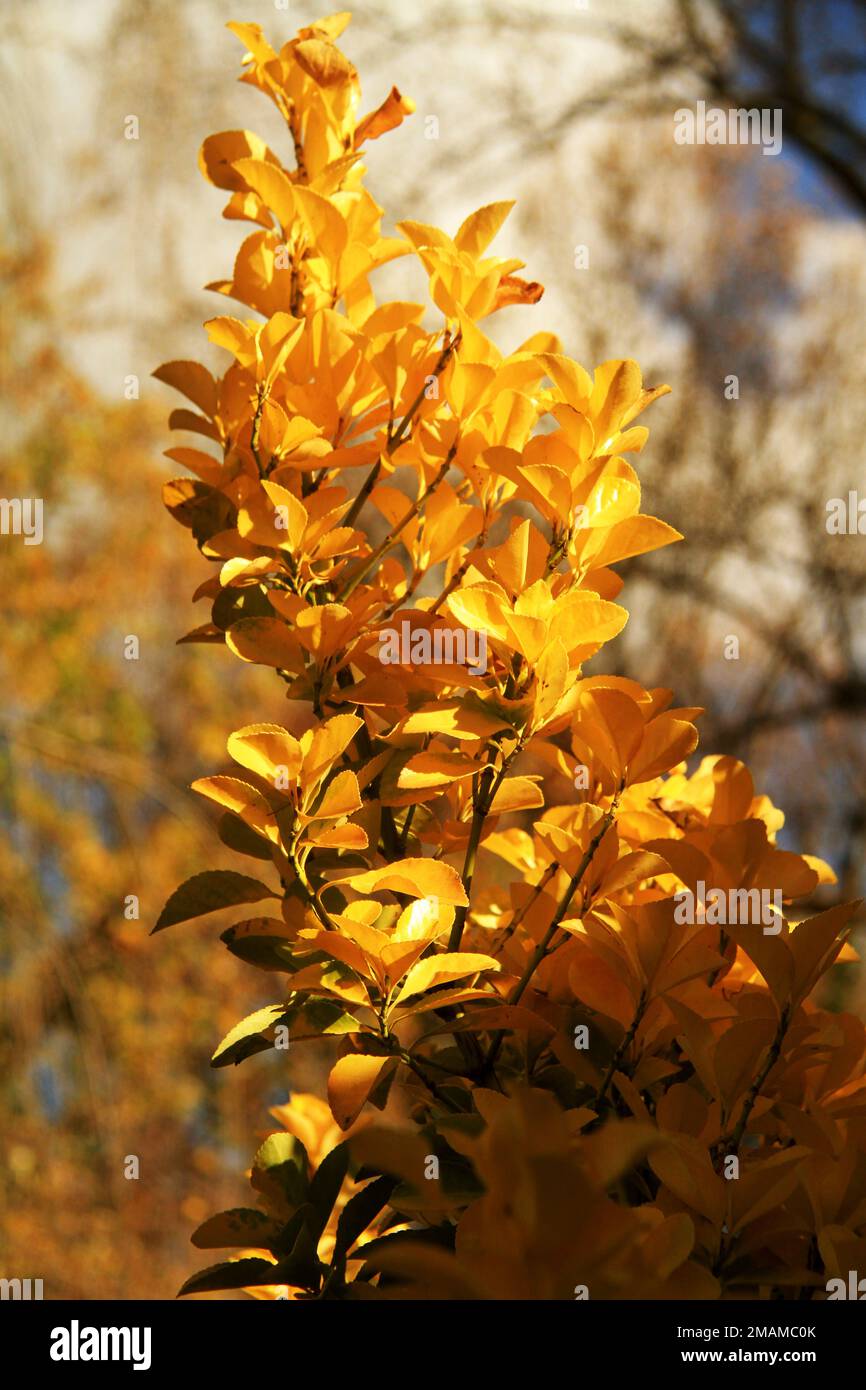 Close-up of the leaves of a Golden Euonymus shrub in autumn Stock Photo ...