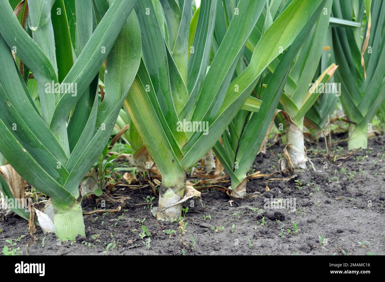 organically cultivated leek plantation in the vegetable garden Stock ...