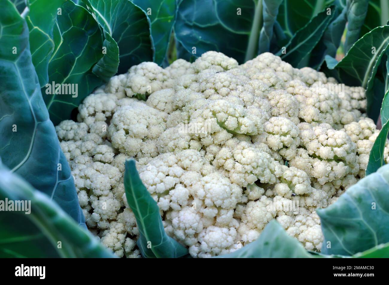 close-up of ripe cauliflower in the vegetable garden Stock Photo - Alamy