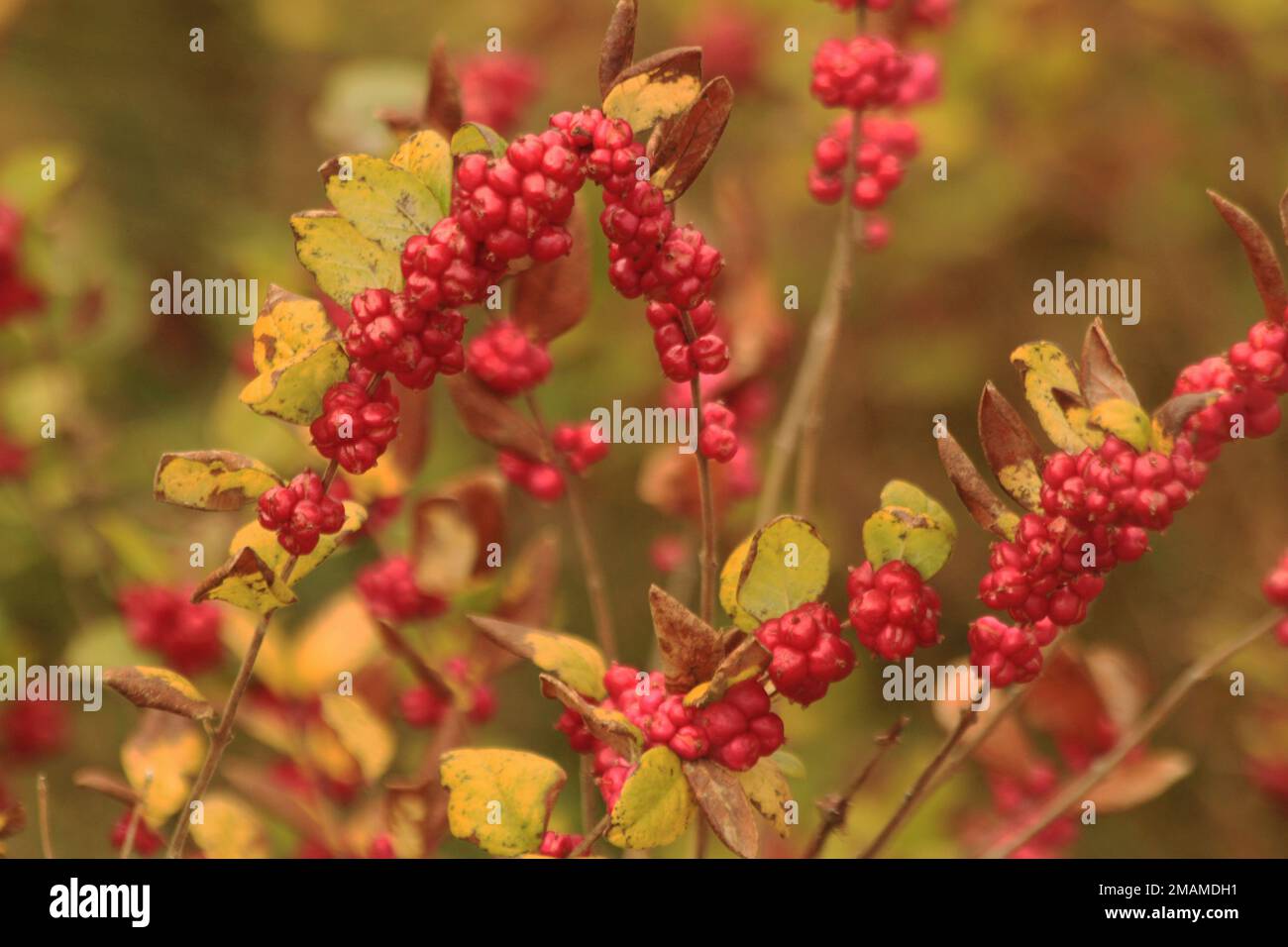 Close-up of a thicket of coralberry (Symphoricarpos orbiculatus) in the ...