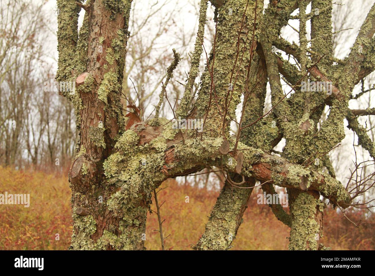 Blue Ridge Mountains, VA, USA. Trees with bark covered in lichens Stock ...