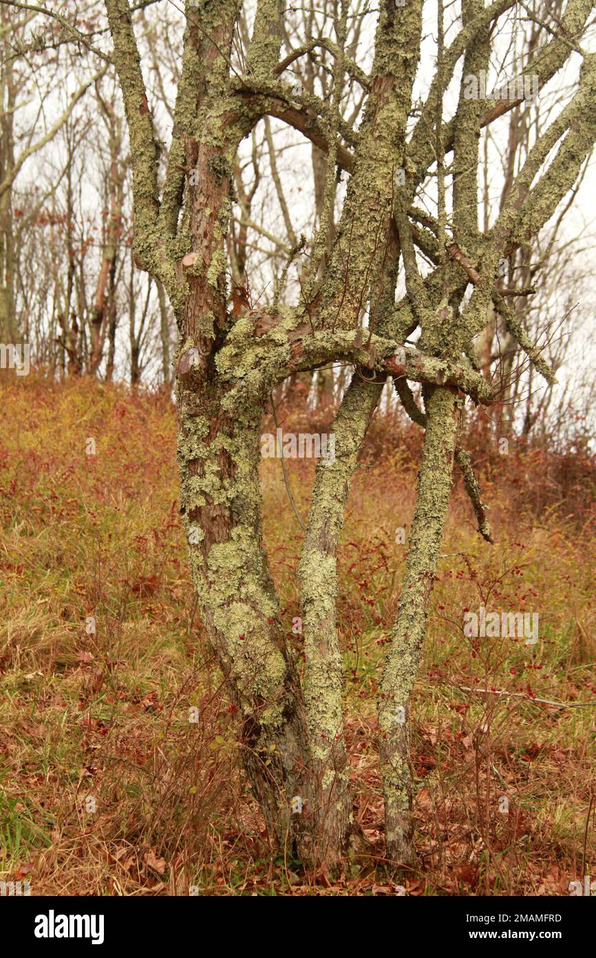 Blue Ridge Mountains, VA, USA. Trees with bark covered in lichens Stock ...